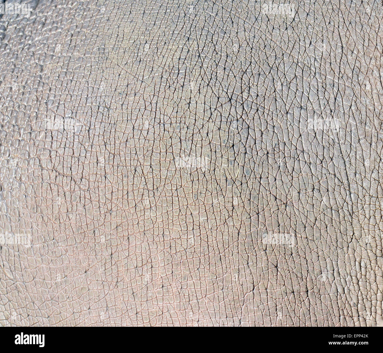Hippopotamus skin hi-res stock photography and images - Alamy