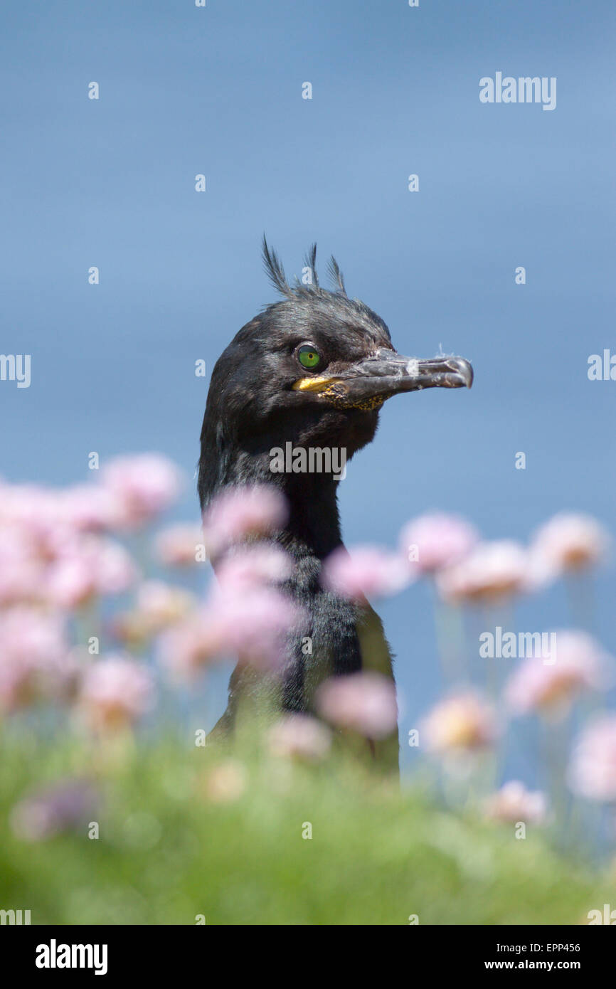 Shag birds hebrides hi-res stock photography and images - Alamy
