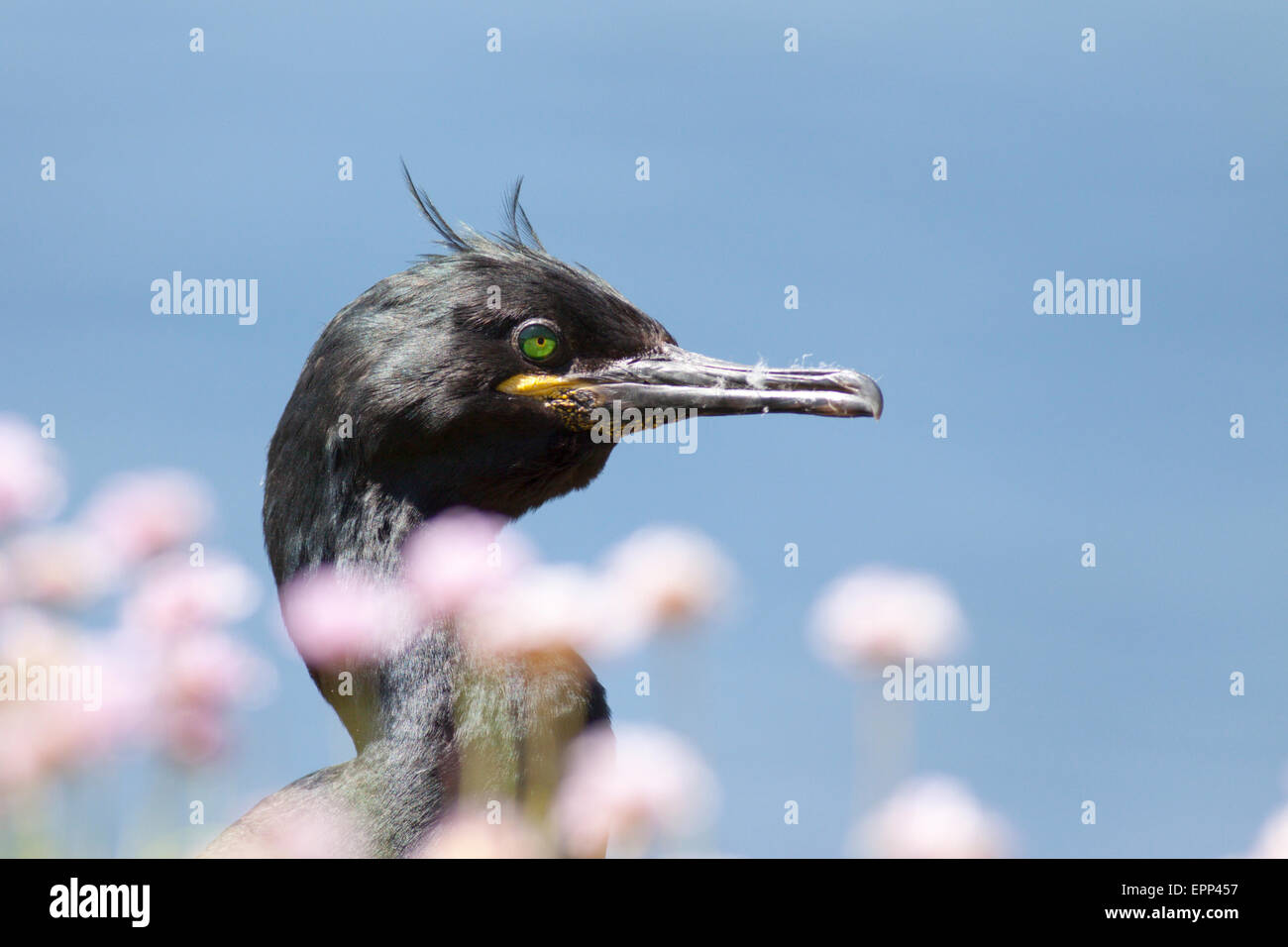 Shag (Phalacrocora aristotelis), Treshnish Isles, Scotland, UK Stock ...