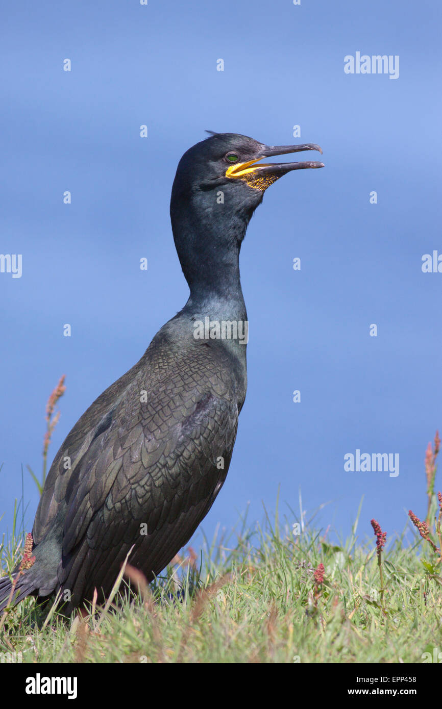 Shag (Phalacrocora aristotelis), Treshnish Isles, Scotland, UK Stock ...