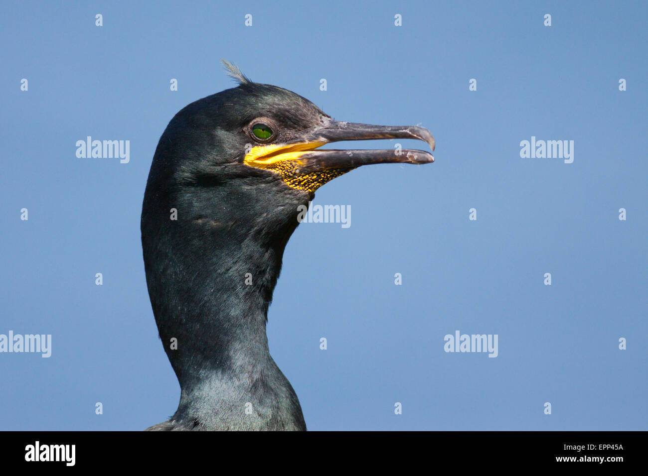 Shag (Phalacrocora aristotelis), Treshnish Isles, Scotland, UK Stock ...