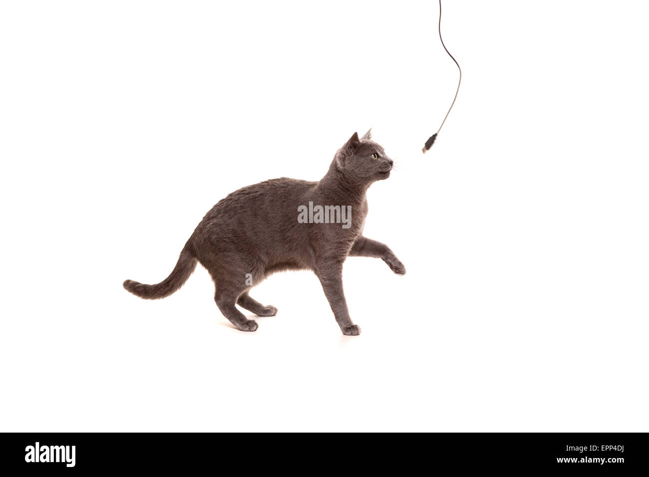 Studio shot of a beautiful young cat Stock Photo - Alamy