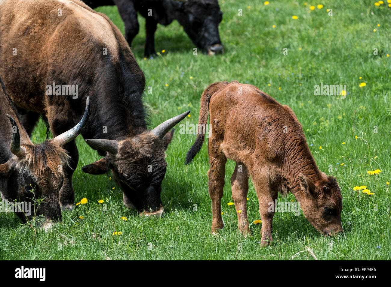 Cows in field with calf at back hi-res stock photography and images - Alamy