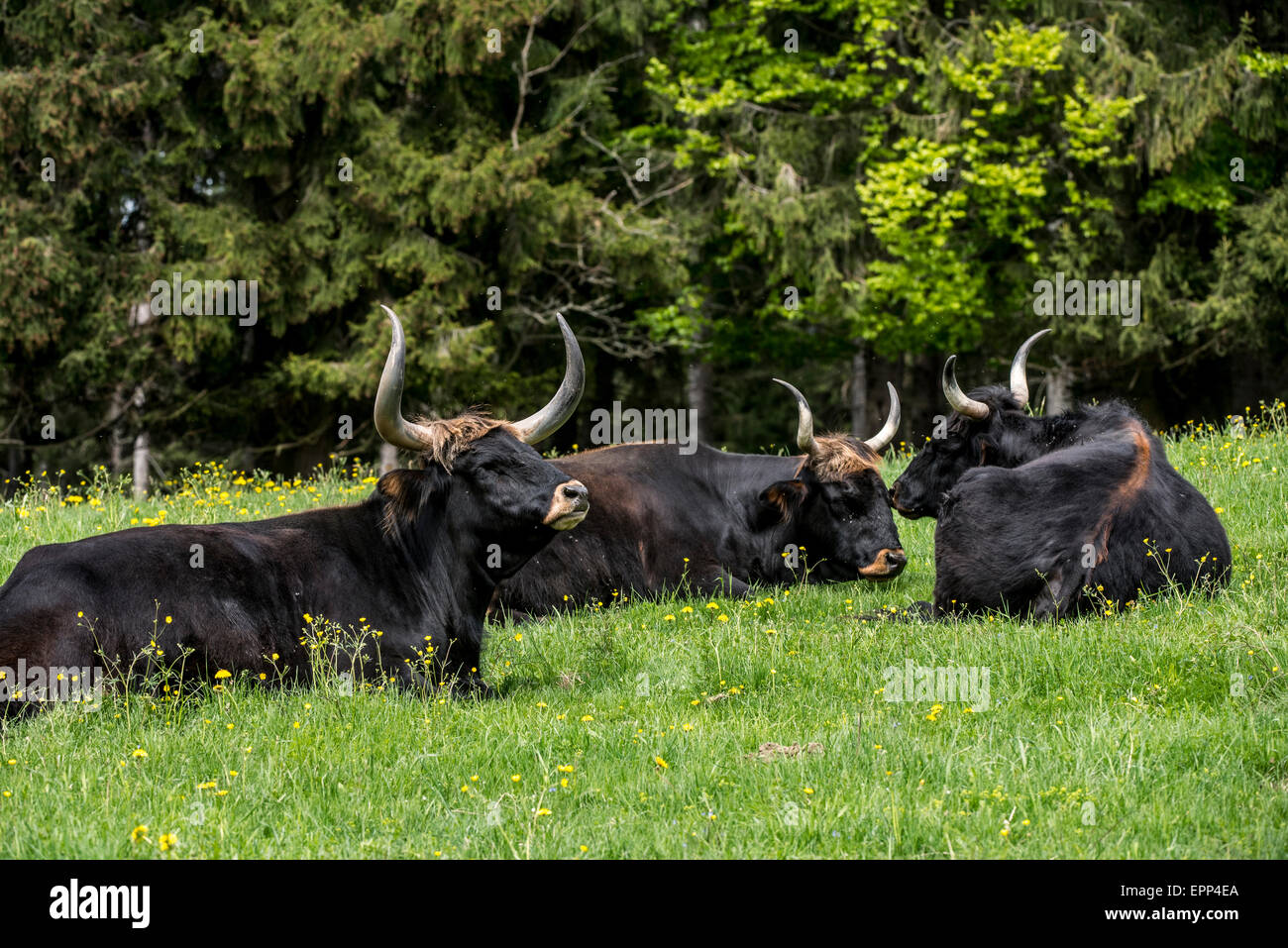 Heck cattle (Bos domesticus) herd resting in field. Attempt to breed ...