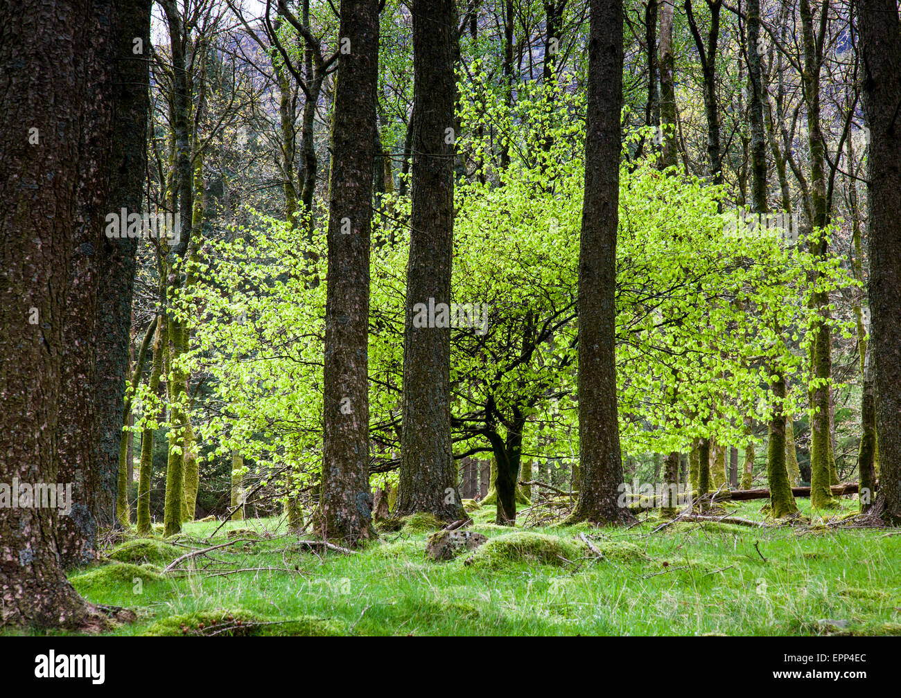 A young beech tree in Burtness Wood on the shore of Buttermere, Lake ...