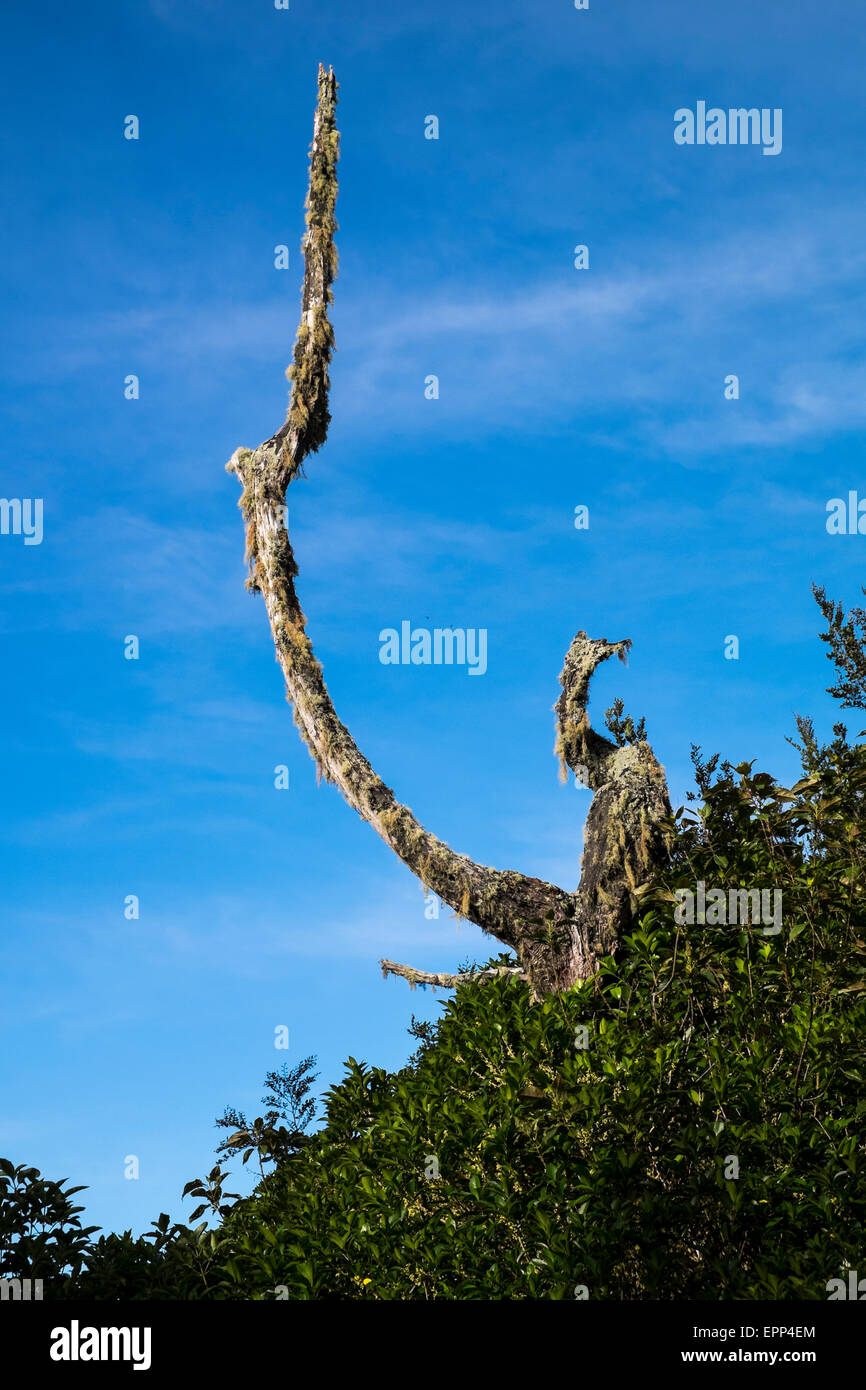 Old tree branch covered in moss and lichen sticking up into the sky on ...