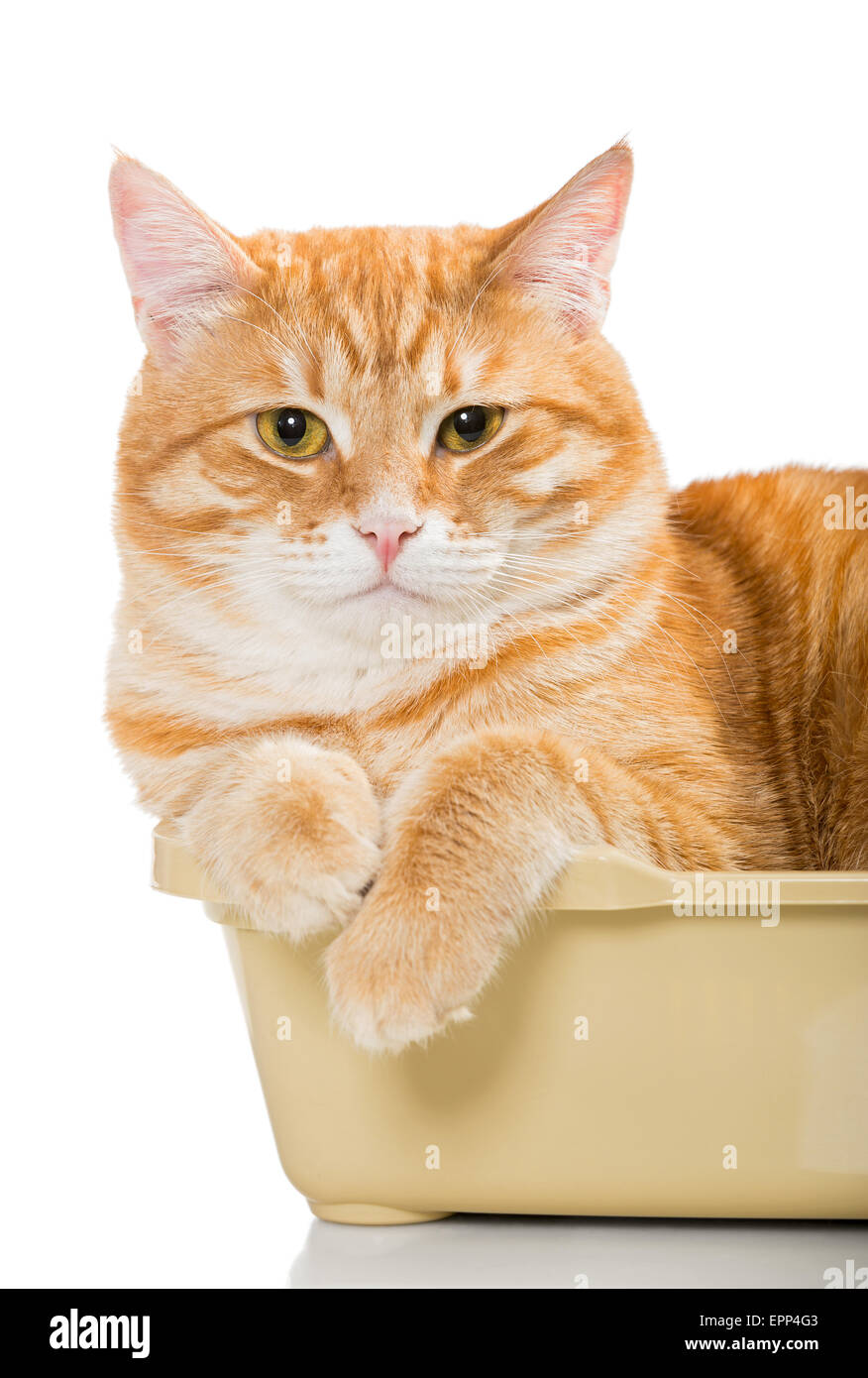 Beautiful red cat lies in a plastic box, isolated on white Stock Photo ...