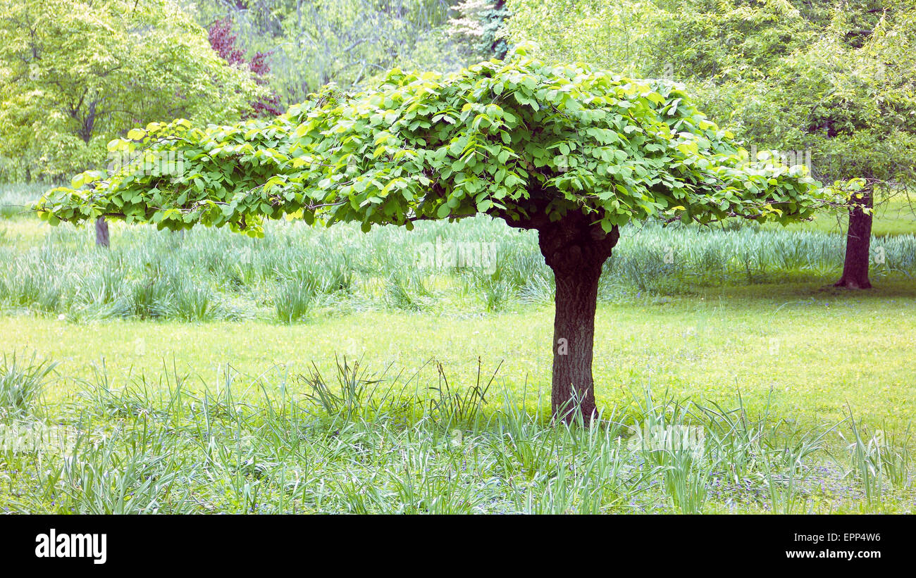 An interesting groomed tree for summer shade Stock Photo - Alamy