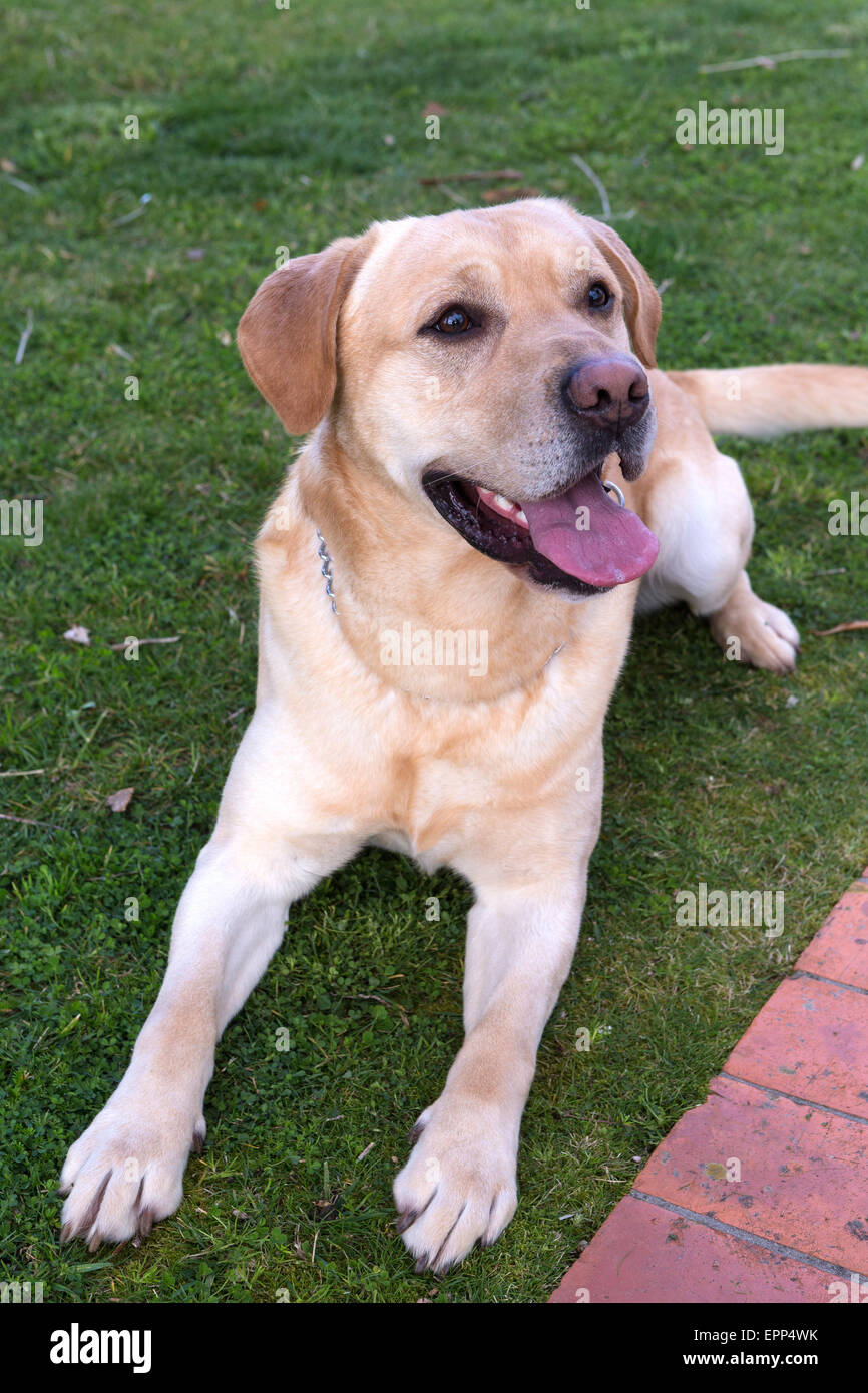 A young labrador playing at the park Stock Photo - Alamy