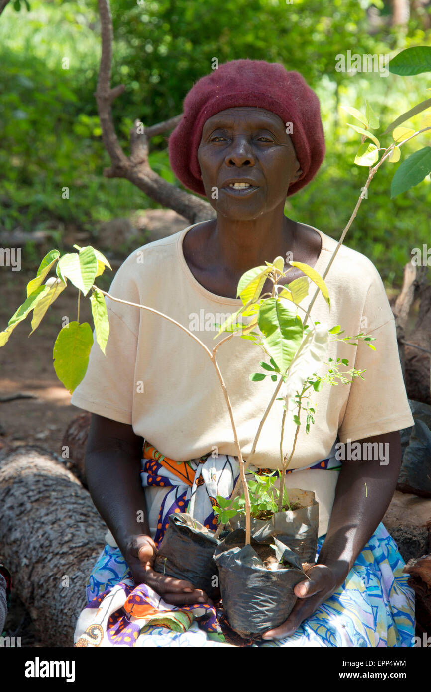 Indigenous tree zimbabwe hi-res stock photography and images - Alamy