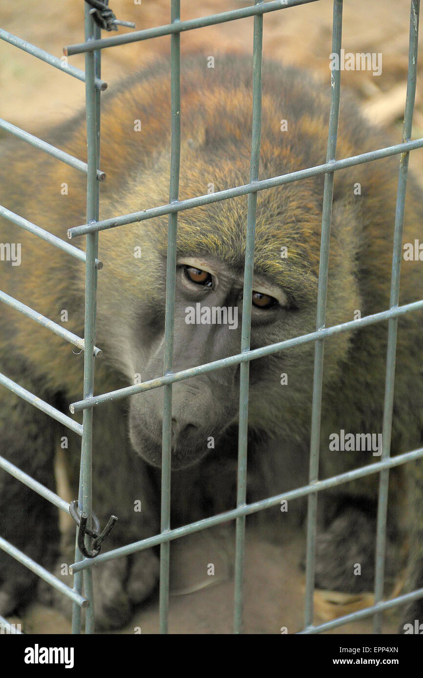 A sad baboon in a cage reminiscent of imprisonment Stock Photo - Alamy