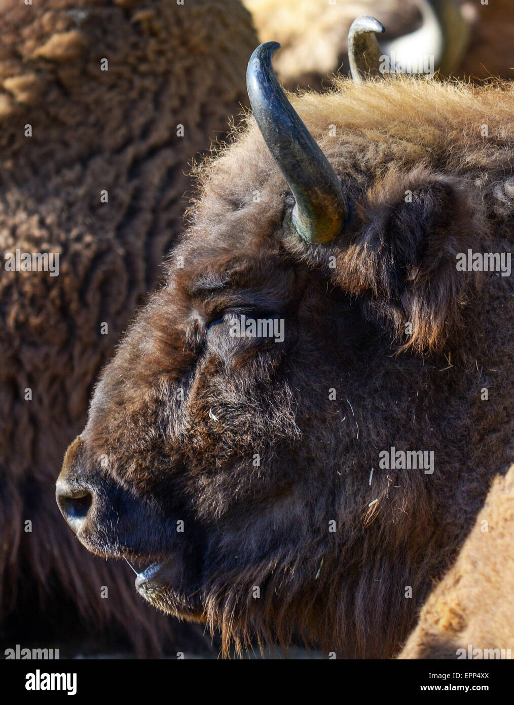 Huge American bison portrait Stock Photo - Alamy
