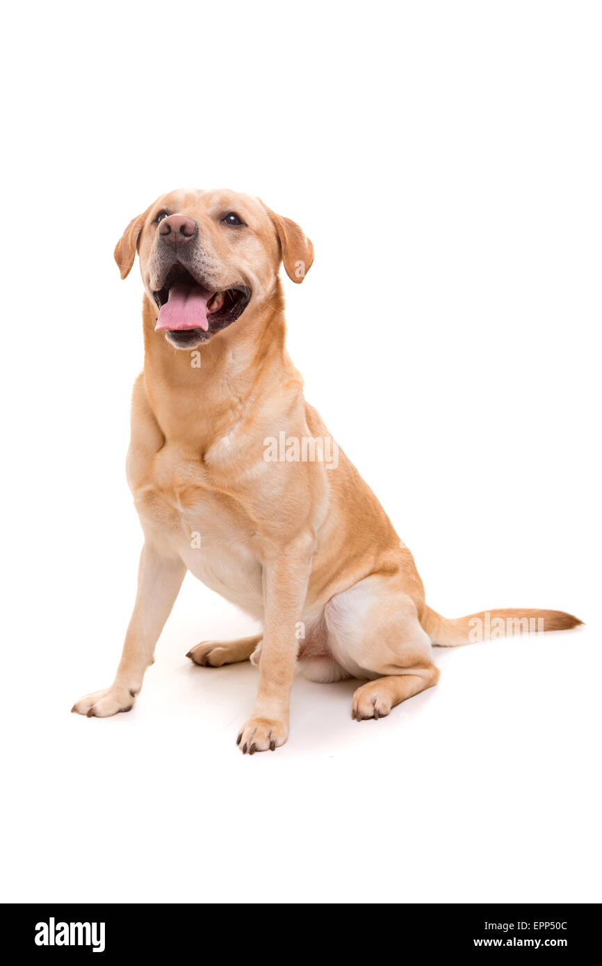 Labrador head Cut Out Stock Images & Pictures - Alamy
