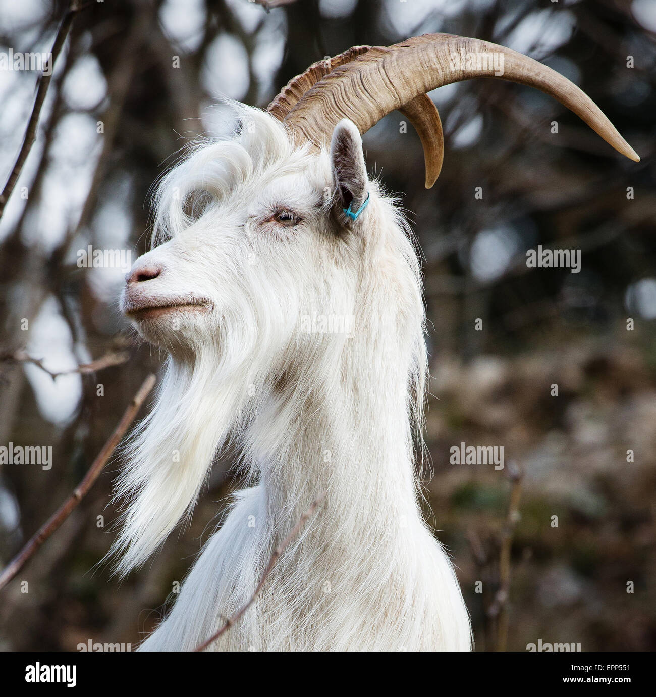 Billy Goat Beard Style Male