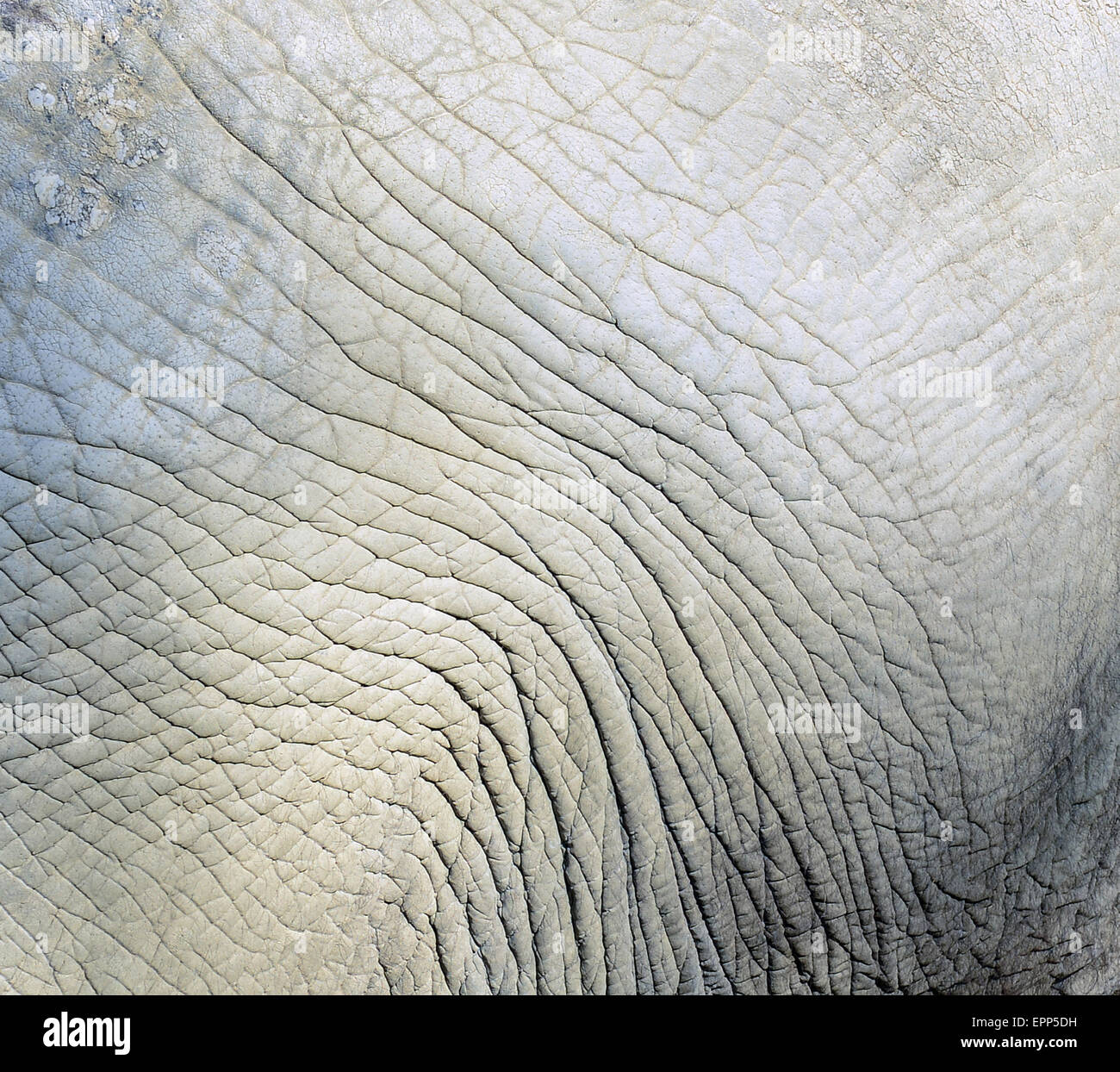 Rhinoceros skin texture Stock Photo - Alamy