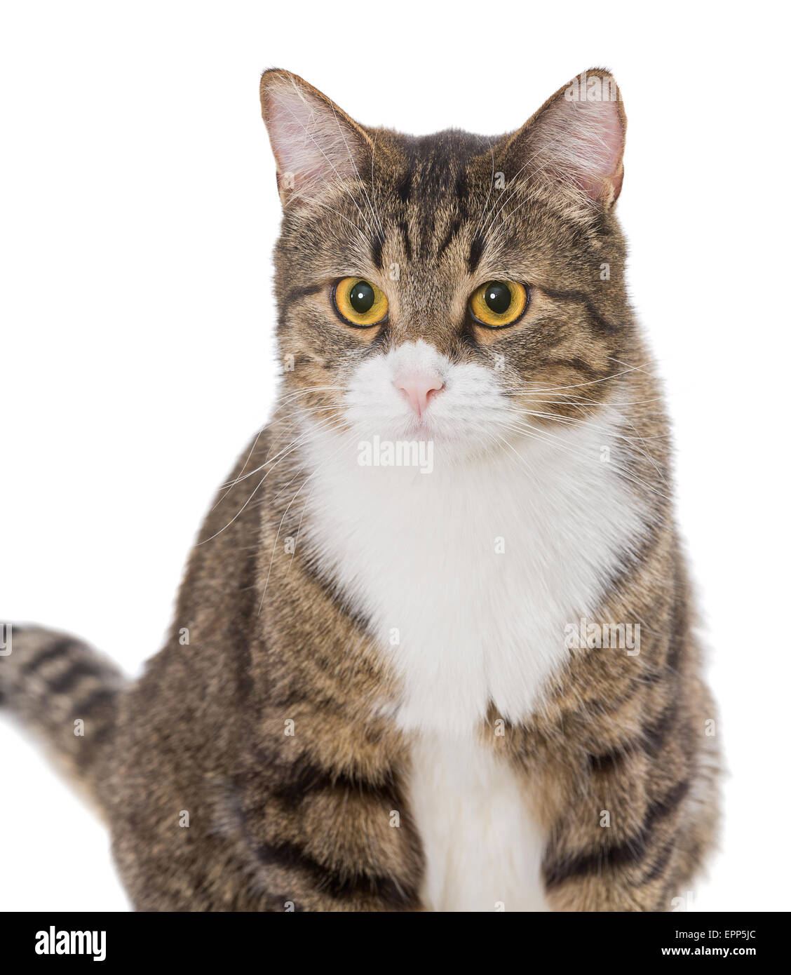 Portrait of a grey striped cat, white background Stock Photo - Alamy