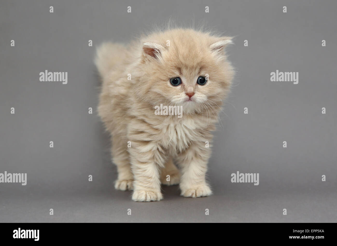 Little British kitten beige color on a gray background Stock Photo - Alamy