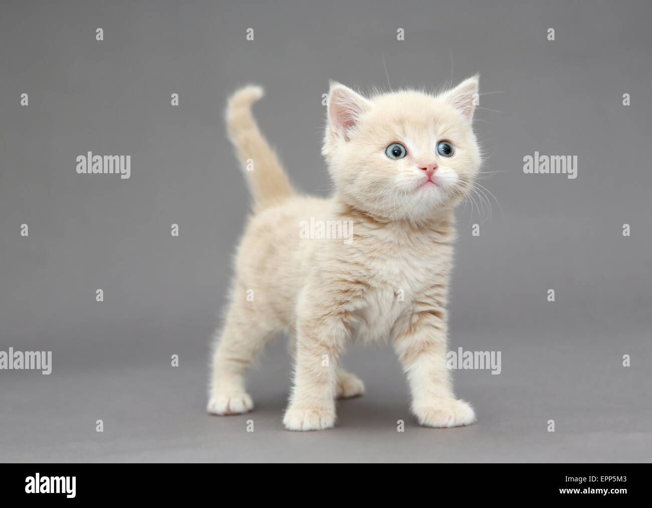 Cream Cat With Blue Eyes