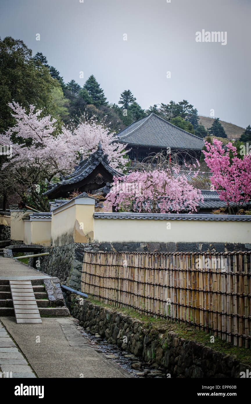 Nigatsu-do temple during the cherry blossom season in Nara , Japan ...