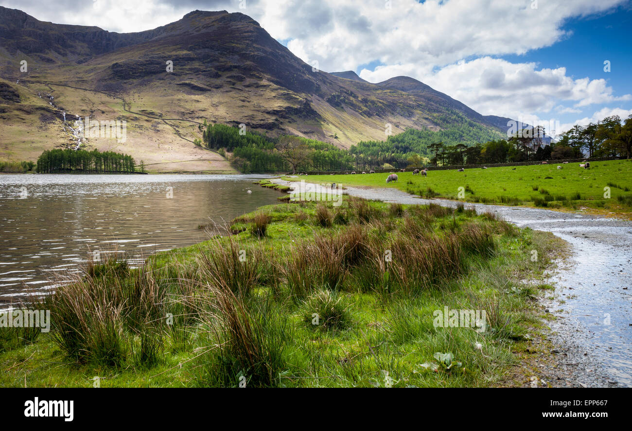 The shoreline path alongside Buttermere, with High Stile and Red Pike ...