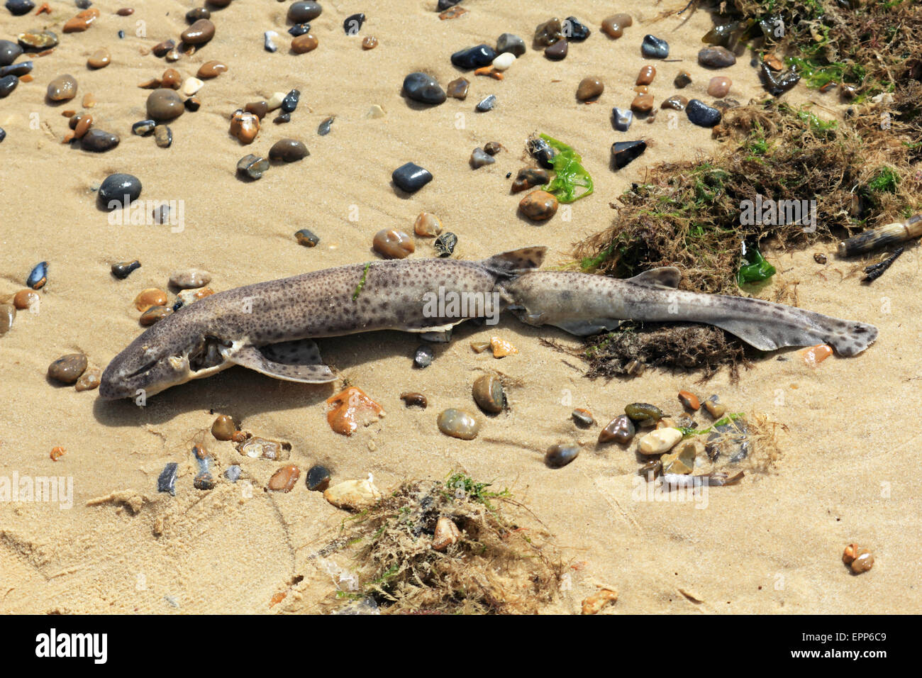 Undersized dead bull huss or dogfish washed up on the beach at ...