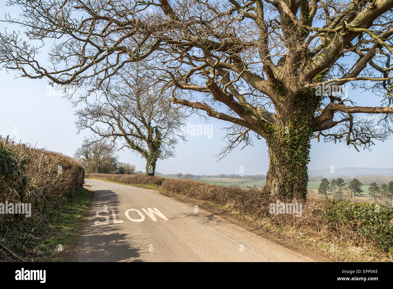 Slow sign painted on road before a tight hidden bend next to hedgerows ...