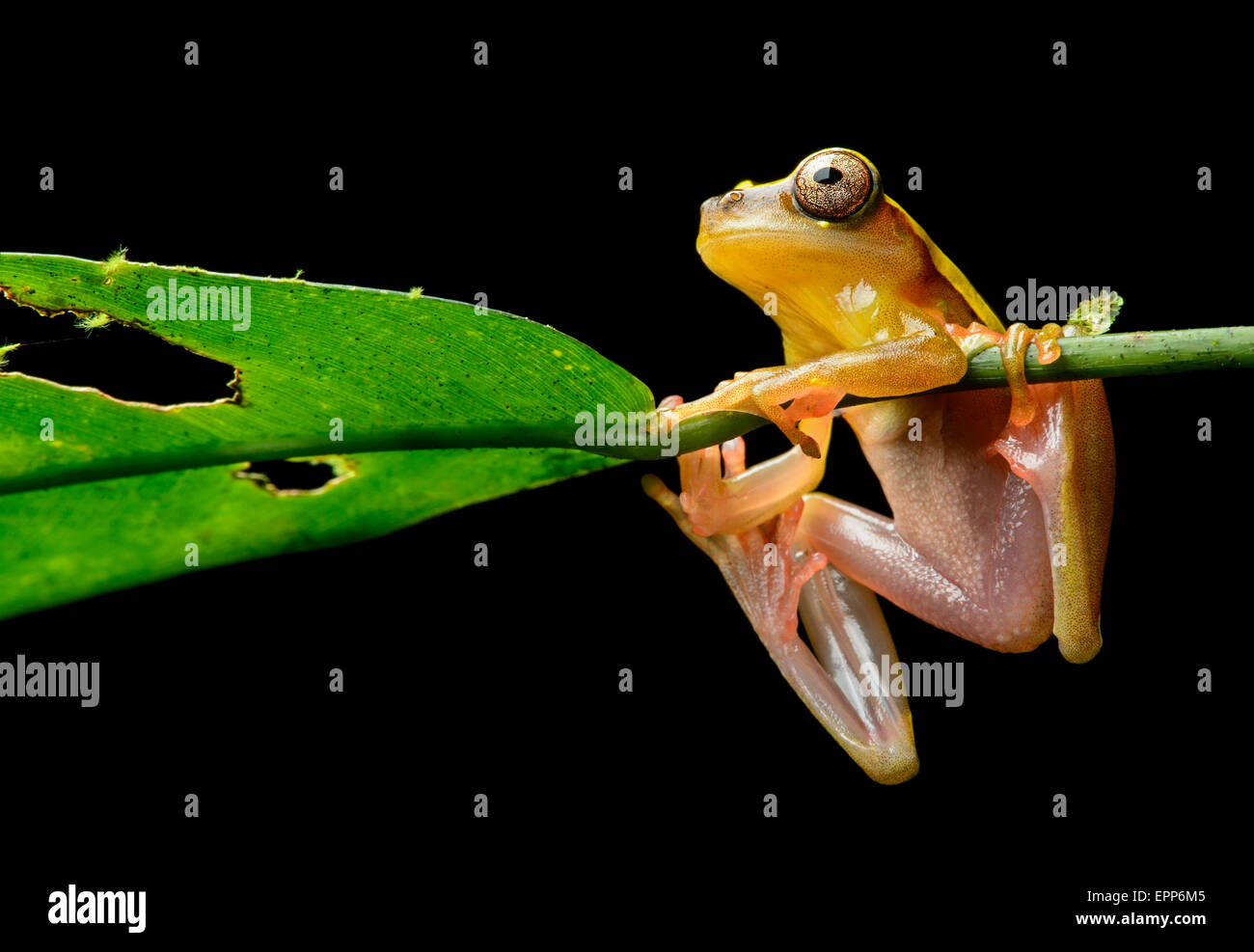 Surinam Clown treefrog (Dendropsophus leucophyllatus), Treefrog family ...