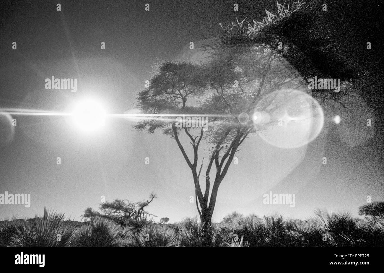 BOTSWANA-JUNE 1, 1999: The Moremi Game Reserve, Botswana on June 1,1999 ...