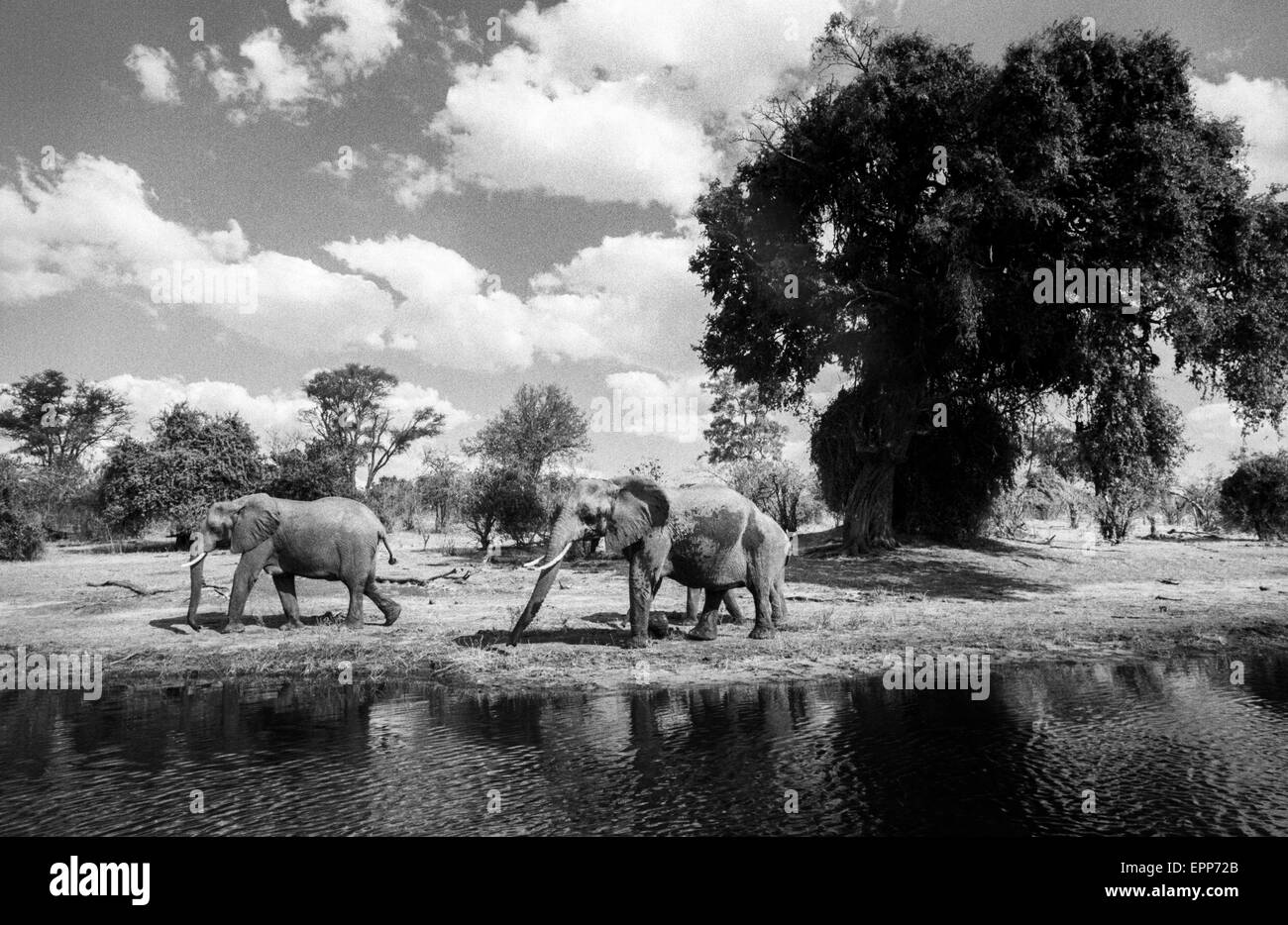BOTSWANA-JUNE 1, 1999: Elephants along the Chobe River, Botswana on ...