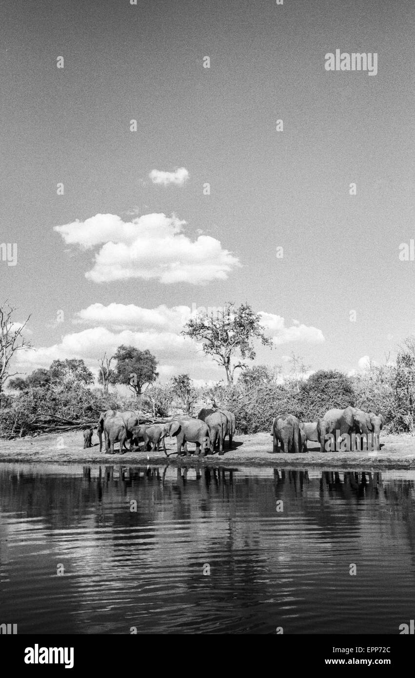 BOTSWANA-JUNE 1, 1999: Elephants along the Chobe River, Botswana on ...
