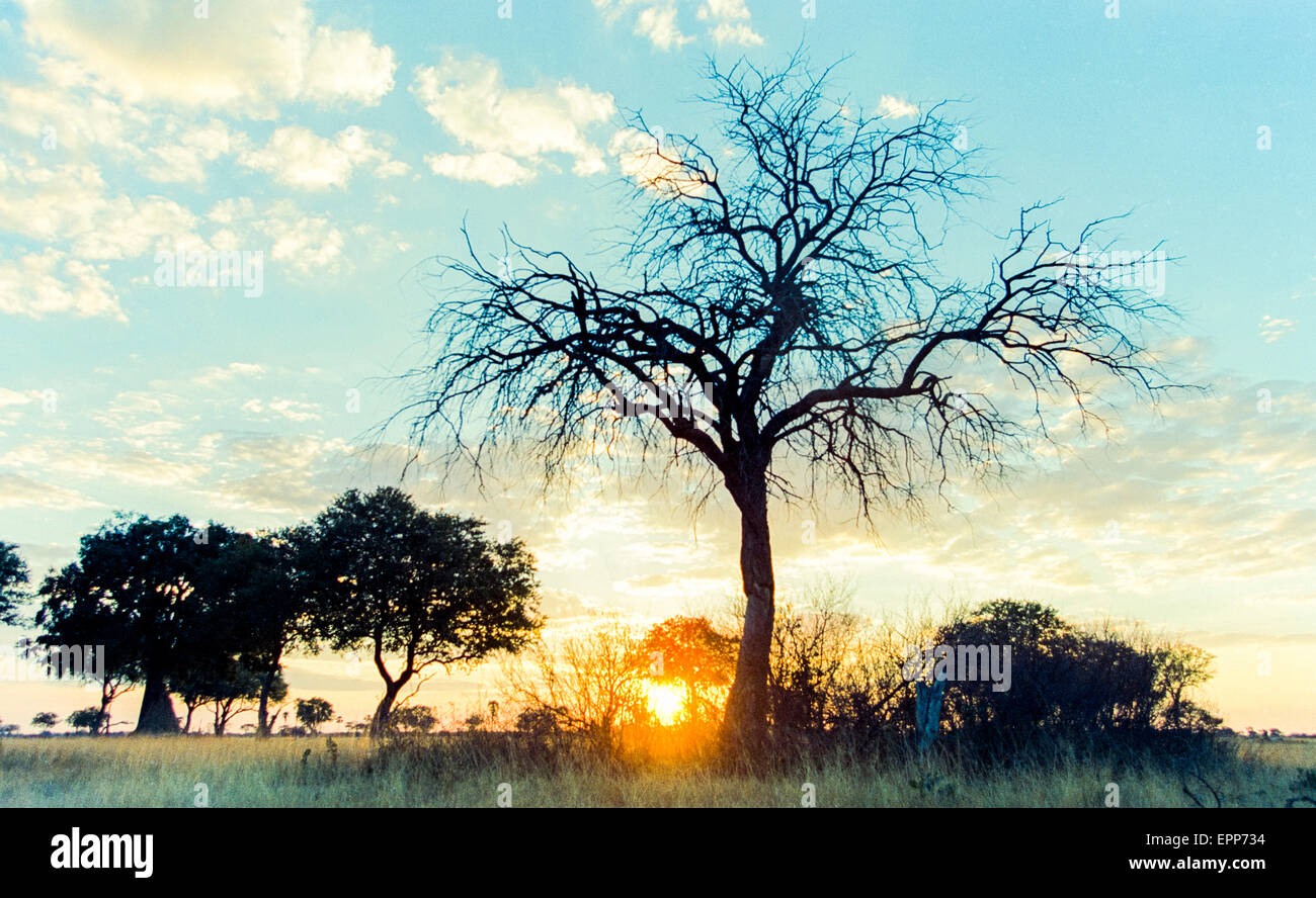 BOTSWANA-JUNE 1, 1999: The Moremi Game Reserve, Botswana on June 1,1999 ...
