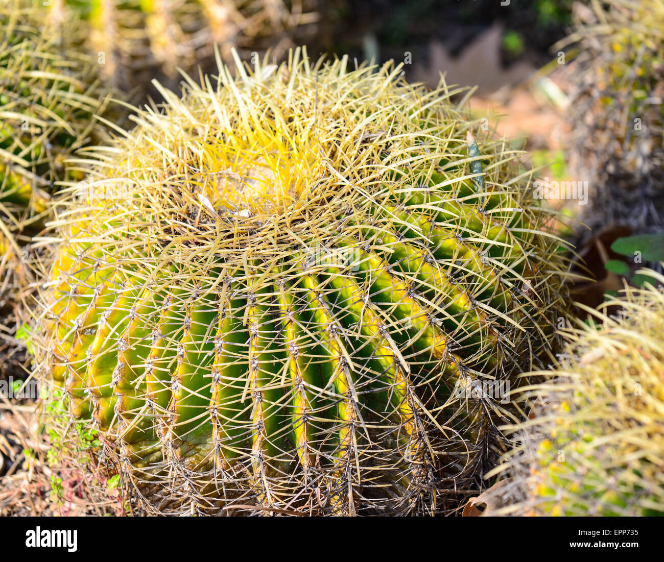 Round cactus hi-res stock photography and images - Alamy