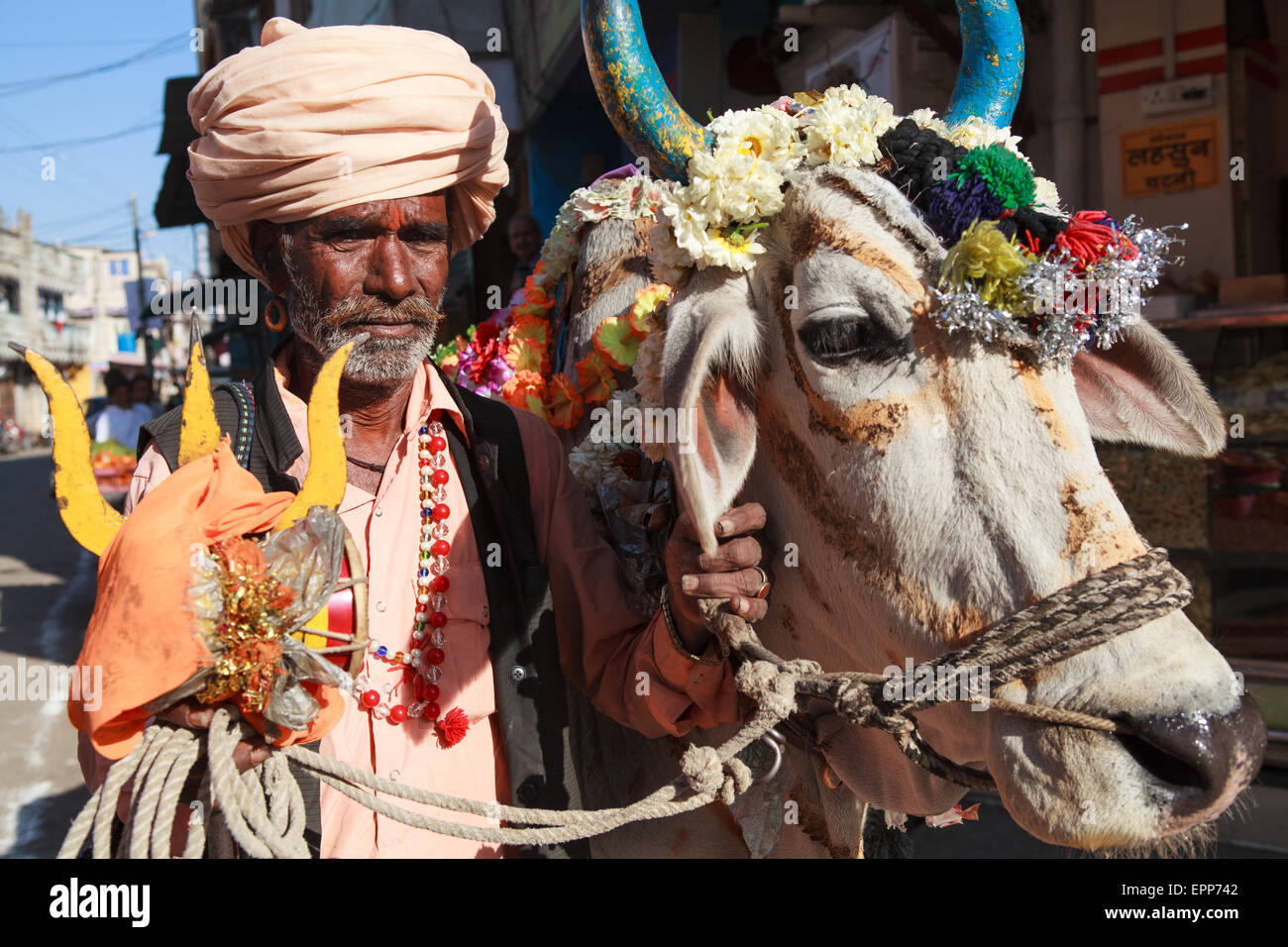 Nandi cow hi-res stock photography and images - Alamy