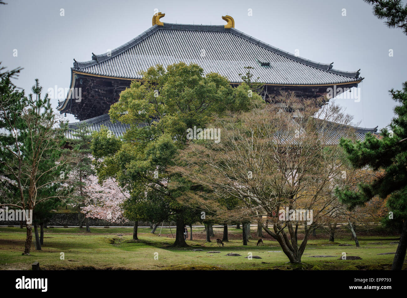 Cultural japan nara hi-res stock photography and images - Alamy