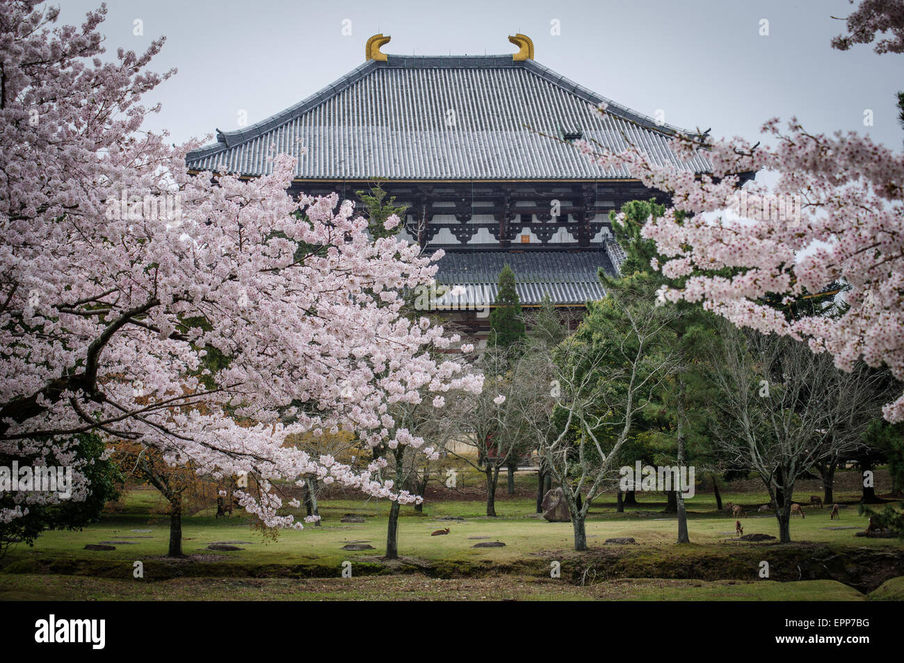 The roof of Todaiji temple in Nara, Japan, during a day of spring in ...