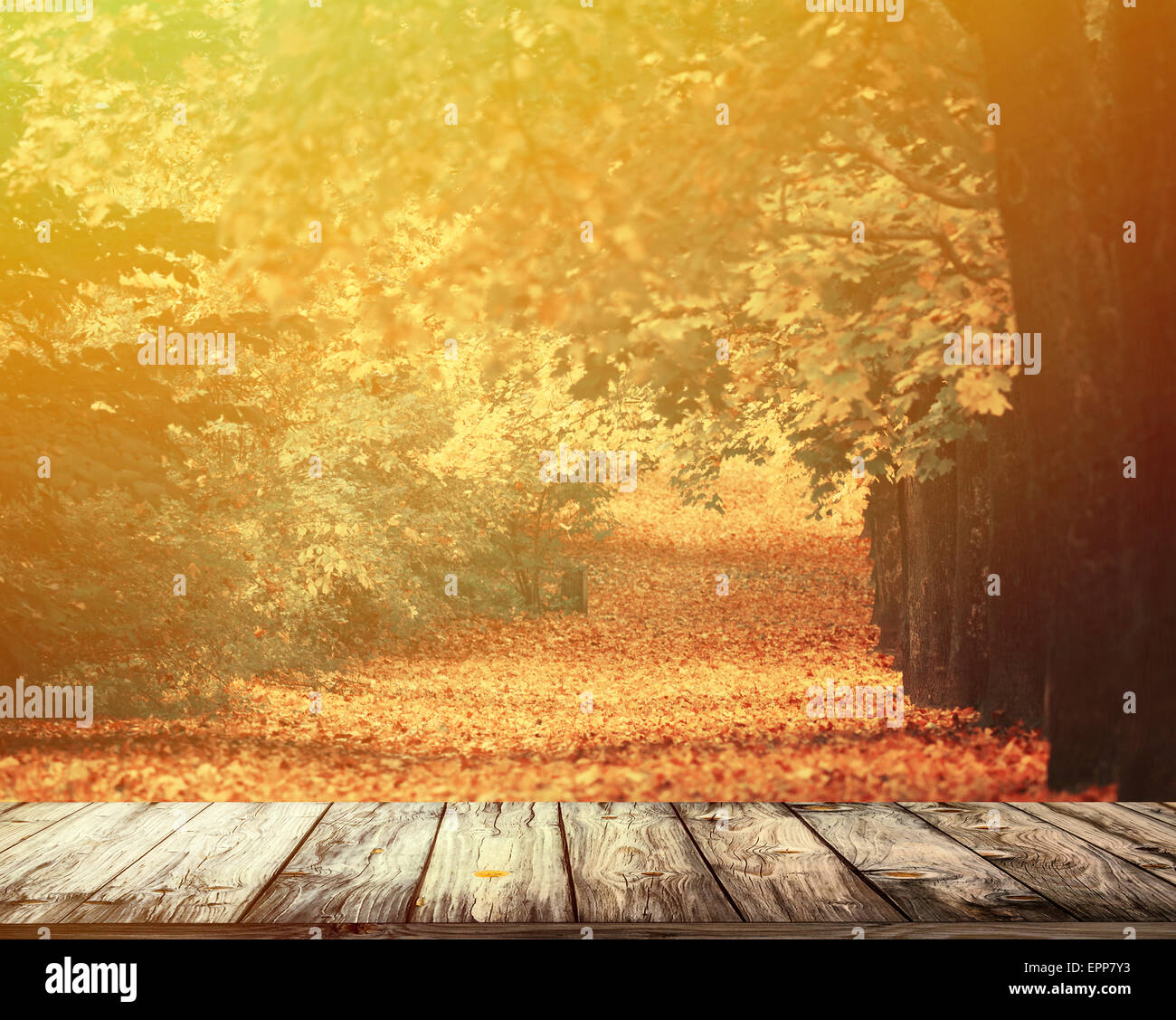 Beautiful autumn forest with wooden floor Stock Photo - Alamy