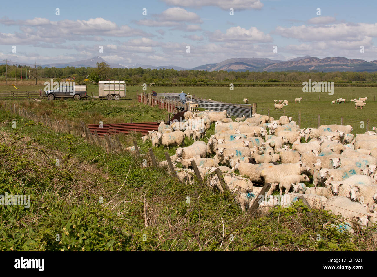Sheep farming in spring on the Carse of Stirling, Scotland, UK Stock ...