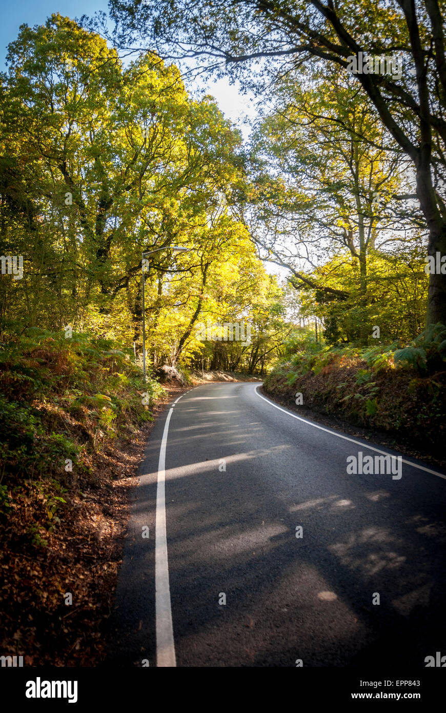 Empty Road on a Country Lane, Essex, Britain Stock Photo - Alamy