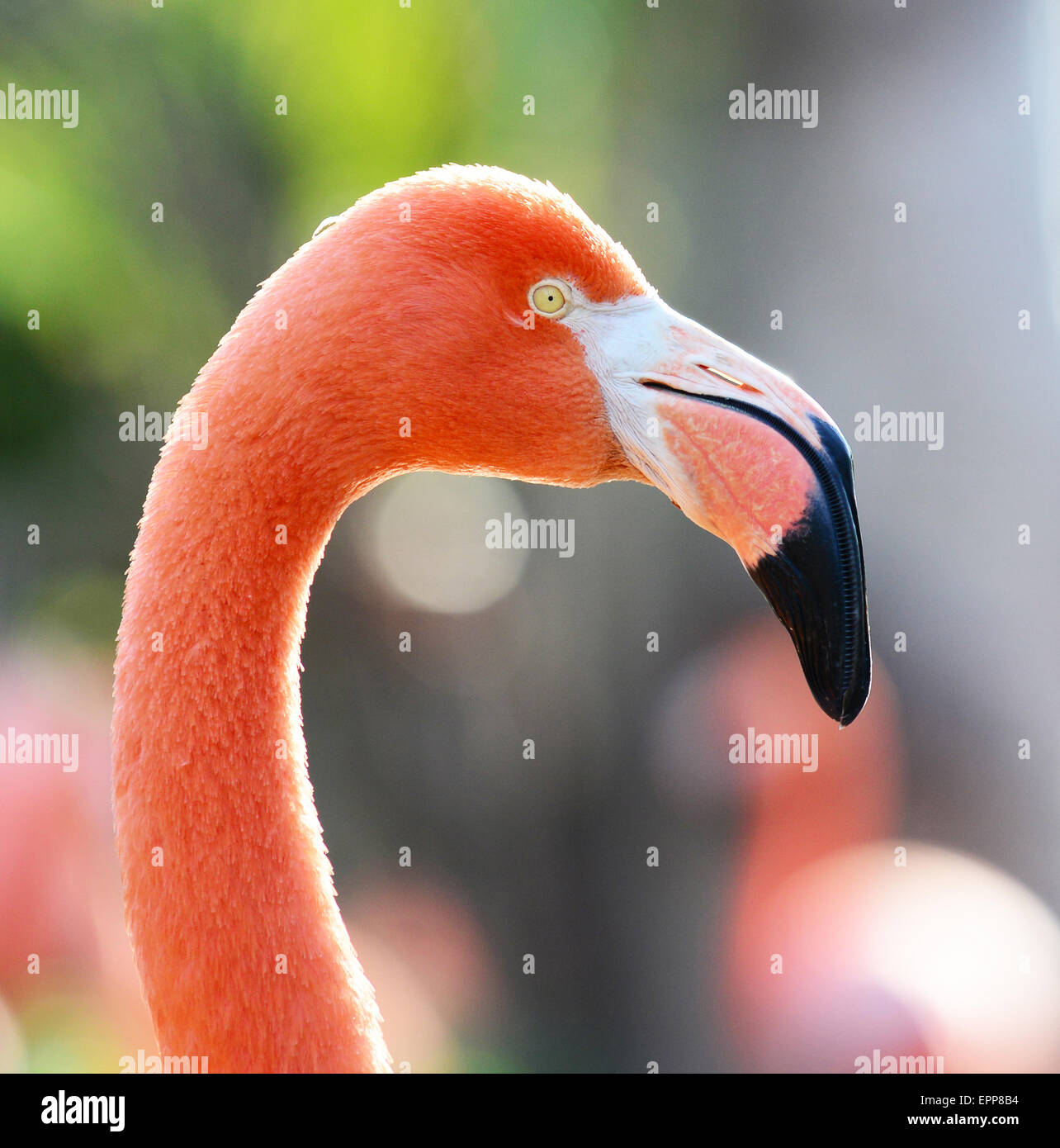 Beautiful Flamingo bird portrait Stock Photo - Alamy