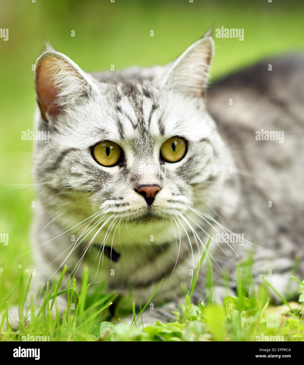 Fury cat hi-res stock photography and images - Alamy