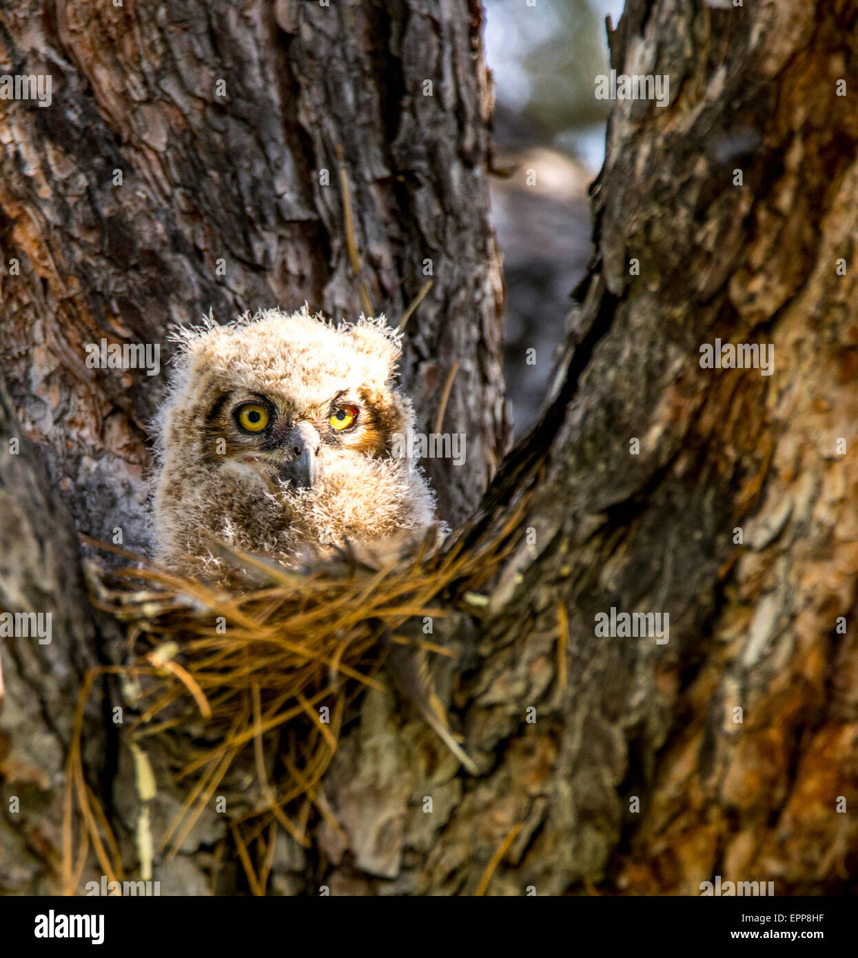 With chicks at nest in pine tree hi-res stock photography and images ...