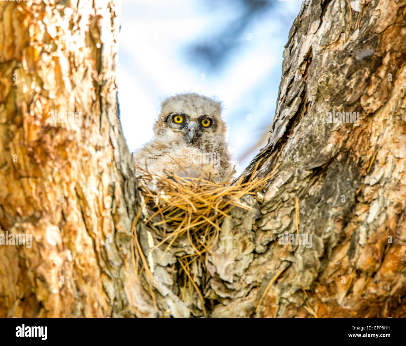 Owls,Great Horned Owls, New Born Owlet perched in cavity nest of pine ...