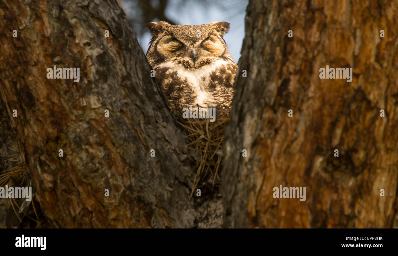 Great horned owls in tree hi-res stock photography and images - Alamy