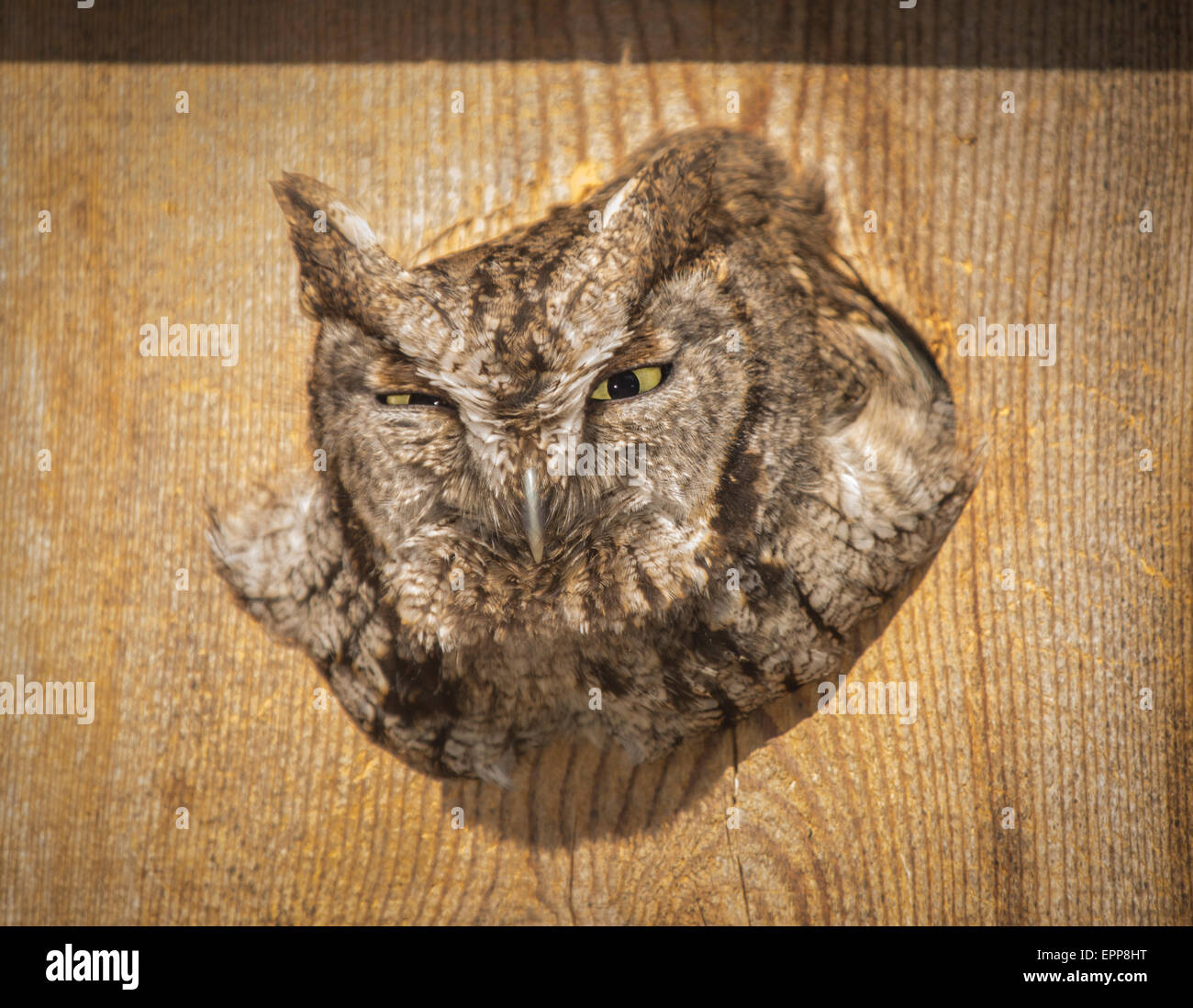 Screech Owl nesting and perched in a Wood Duck box.Boise,Idaho USA ...