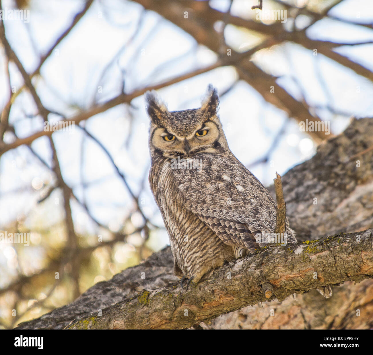 Owls habitat hi-res stock photography and images - Alamy