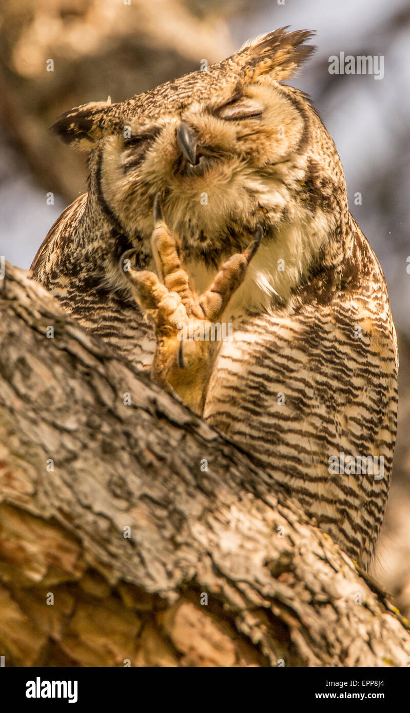 Owls, Great Horned Owl perched on a pine tree branch scratching his ...