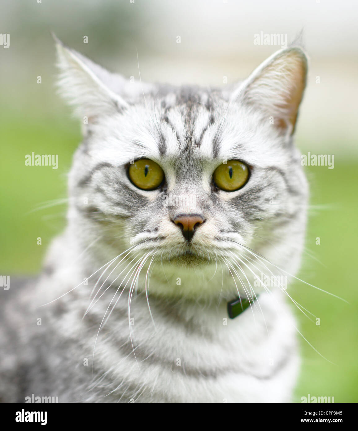 Fury cat hi-res stock photography and images - Alamy