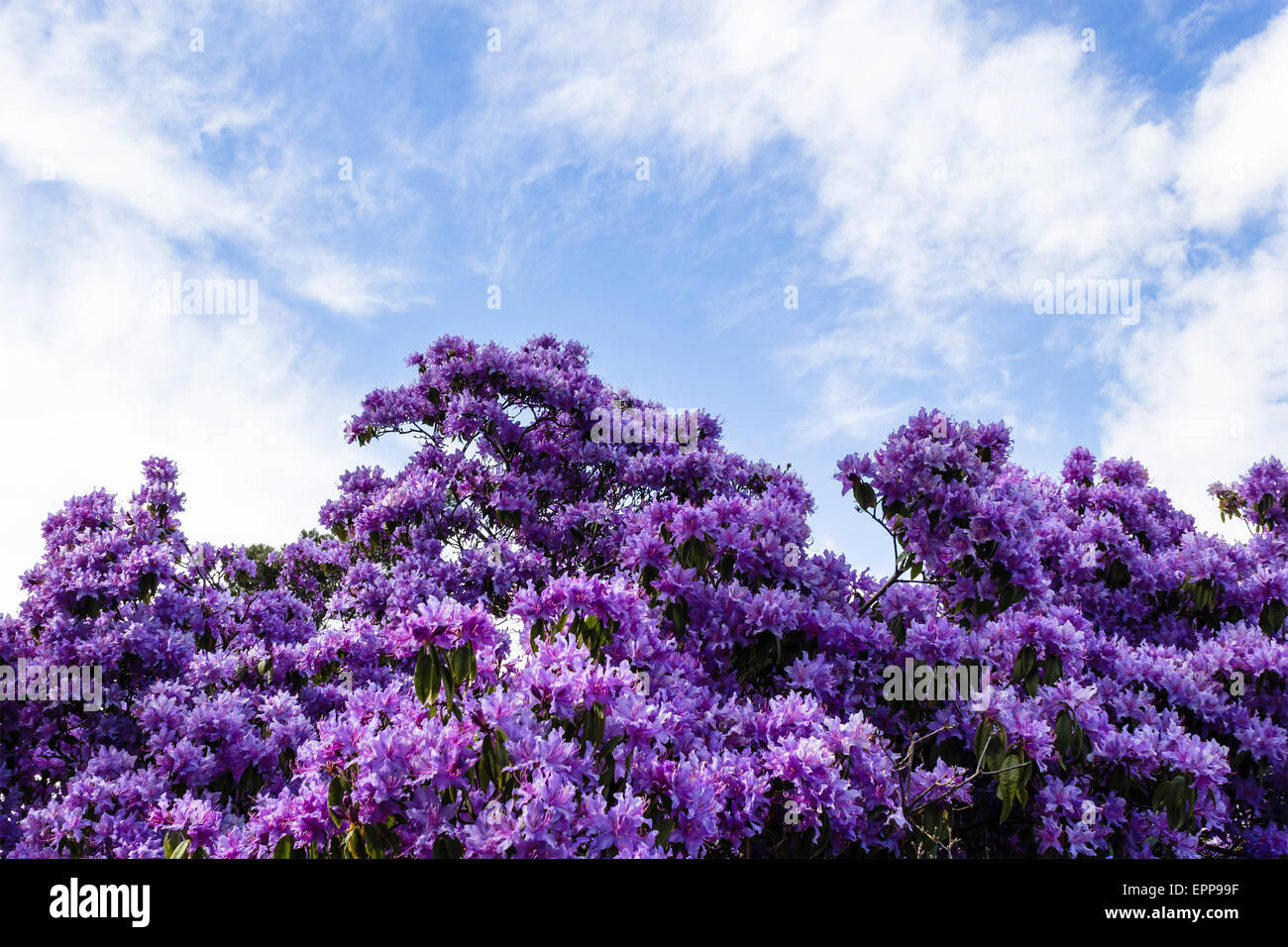 Beautiful, botanic garden in Spring with violet azalea bush in bloom ...