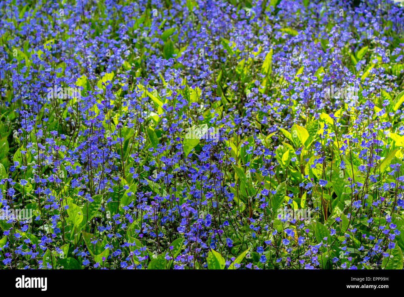 Blue Spring flowers blossom Stock Photo - Alamy