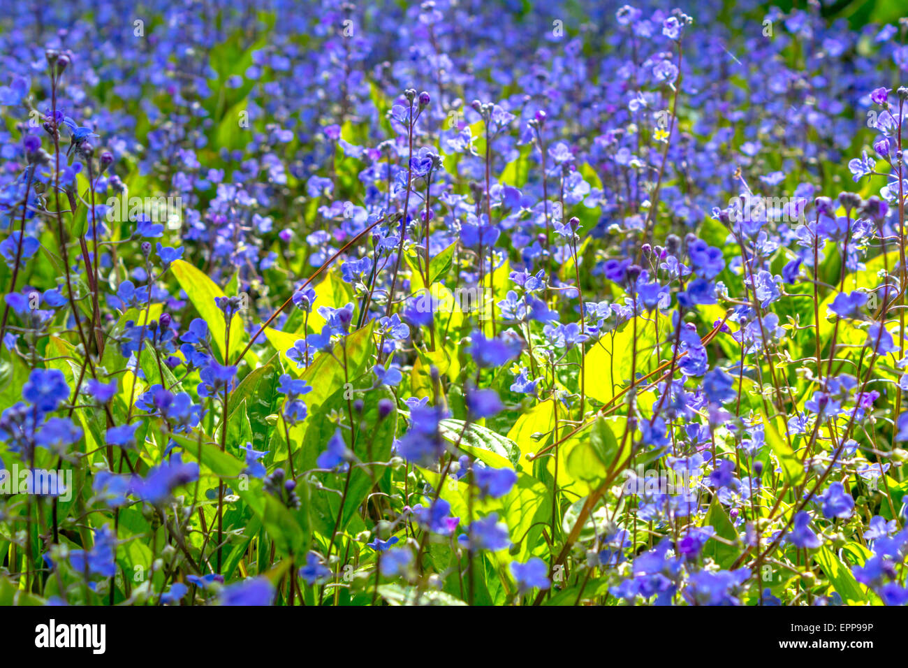 Blue Spring flowers blossom Stock Photo - Alamy